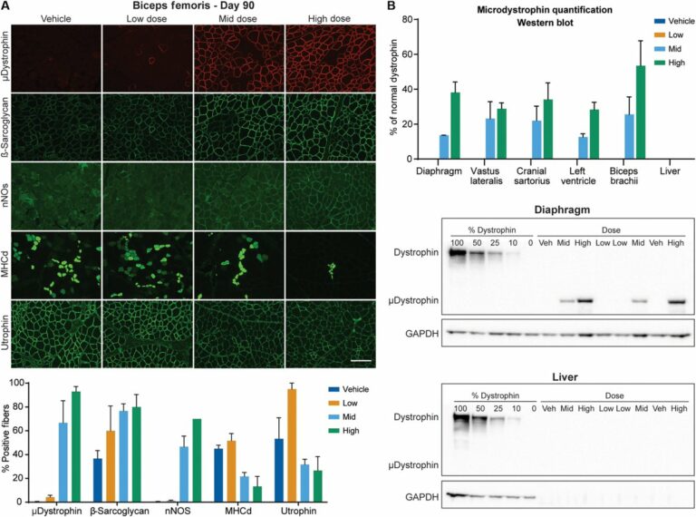 #apaperaday: Assessment of systemic AAV-microdystrophin gene therapy in the GRMD model of ...