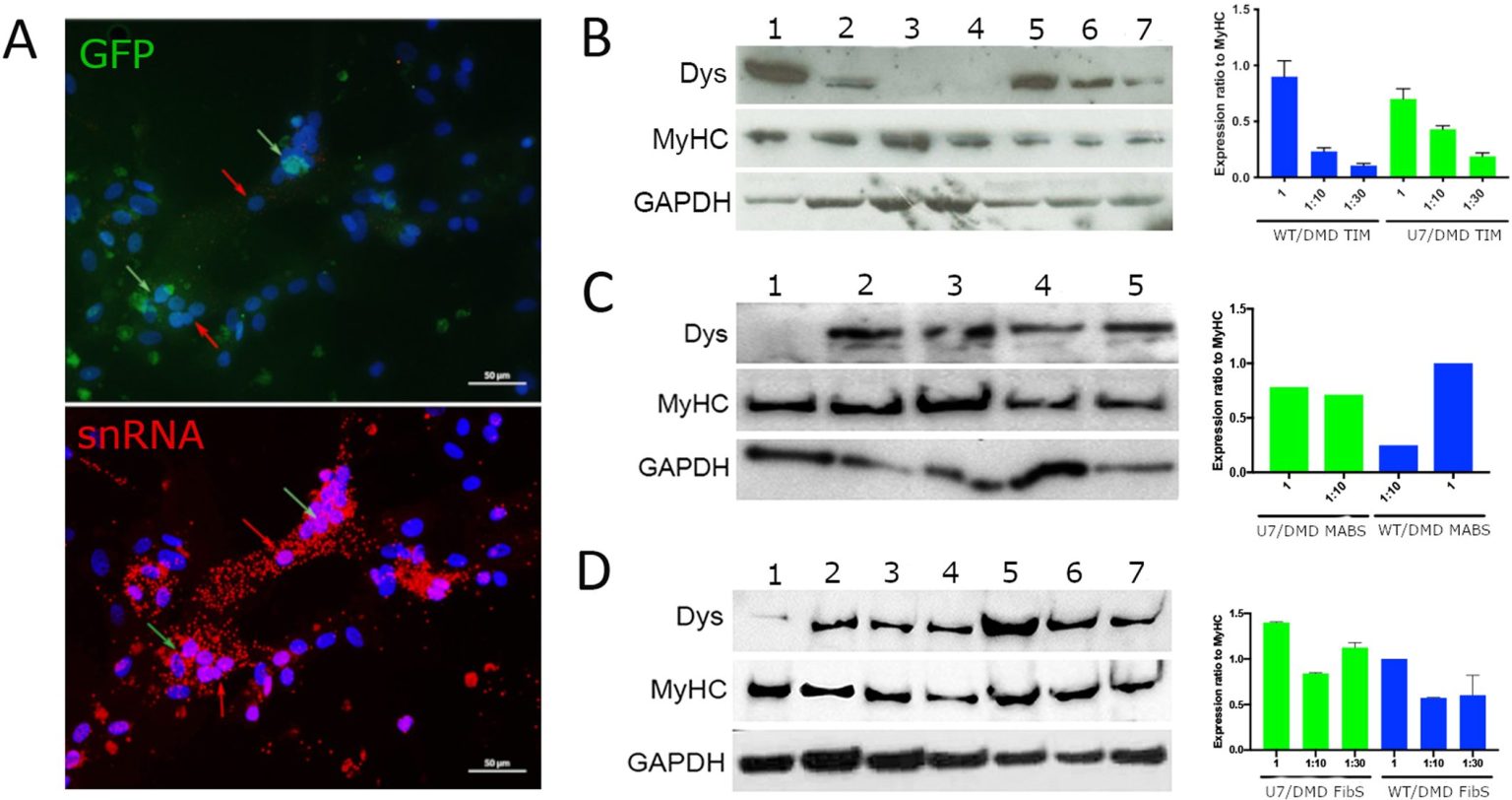 #apaperaday: Cell-mediated exon skipping normalizes dystrophin expression and muscle function in ...