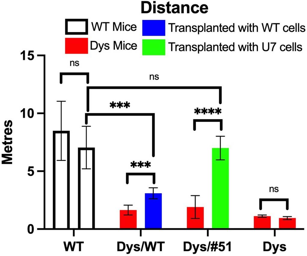 #apaperaday: Cell-mediated exon skipping normalizes dystrophin expression and muscle function in ...