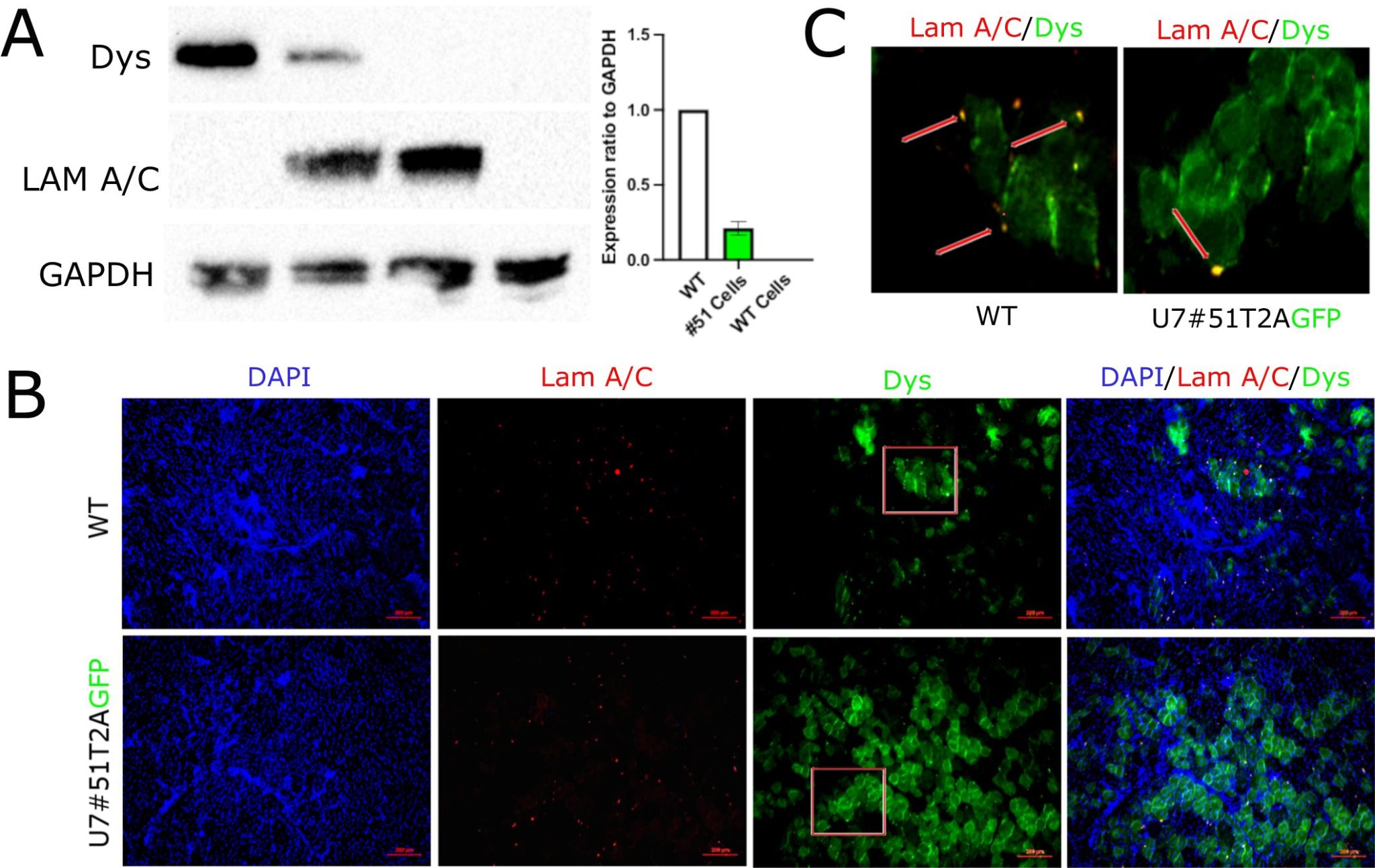 #apaperaday: Cell-mediated exon skipping normalizes dystrophin expression and muscle function in ...