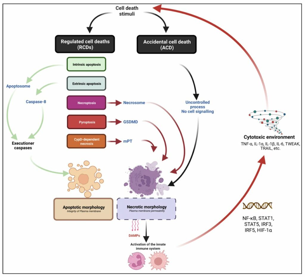 #apaperaday: Mechanisms of Myofibre Death in Muscular Dystrophies: The ...