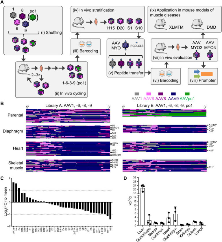 #apaperaday: Semirational bioengineering of AAV vectors with increased ...